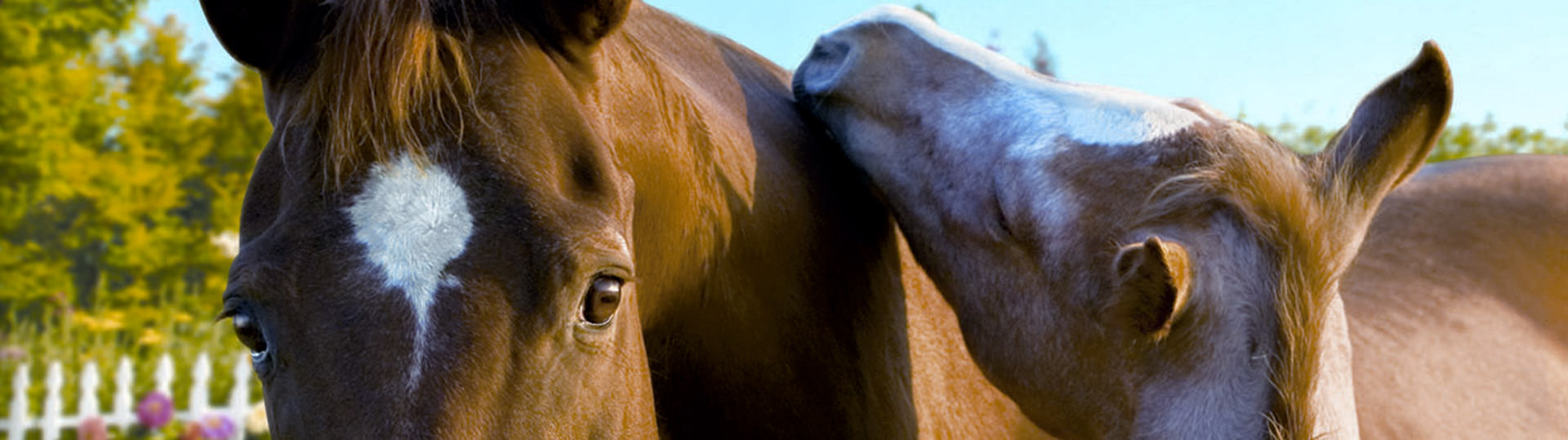 Buy Petz Horsez 2 for PC only on the Ubisoft Store